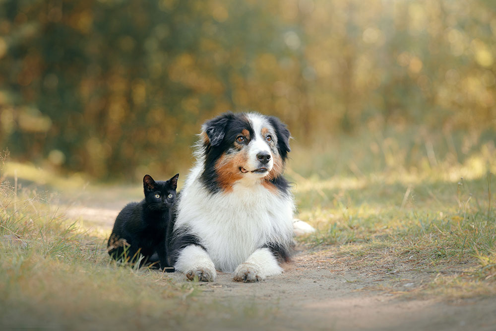 Yappy Hour - Vet in Oviedo | Shaffer Animal Hospital