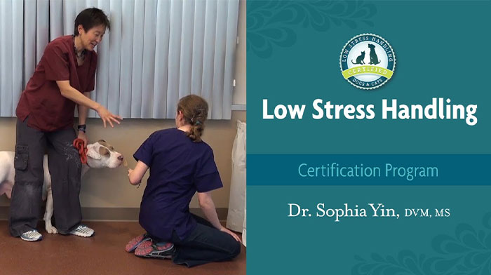 Training Videos - Vet in Oviedo | Shaffer Animal Hospital